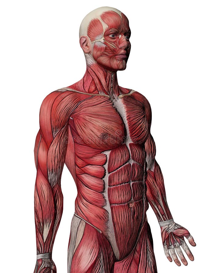Coffre Humain De Rayon X De Muscle Illustration Stock - Illustration du ...