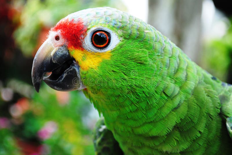Cognac parrot stock photo. Image of jewel, beauty, parrot - 73757766