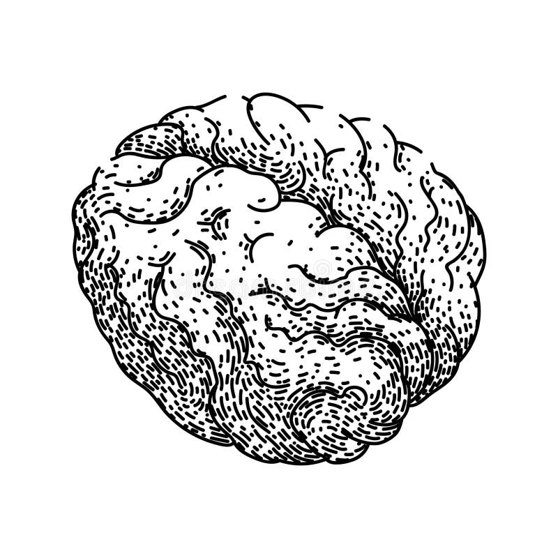 Cognition Brain Sketch Hand Drawn Vector Stock Illustration ...