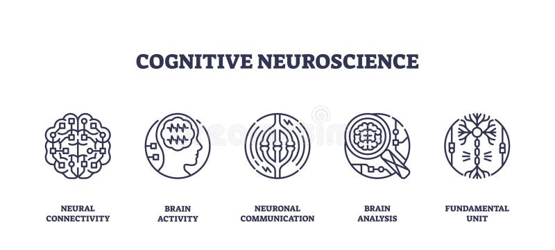 Cognitive Neuroscience Features Neural Connectivity, Brain Activity ...