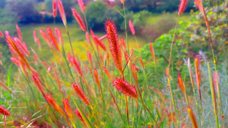Cogon Grass, Chloris, Setaria Viridis or Chloris Virgata Stock Image ...