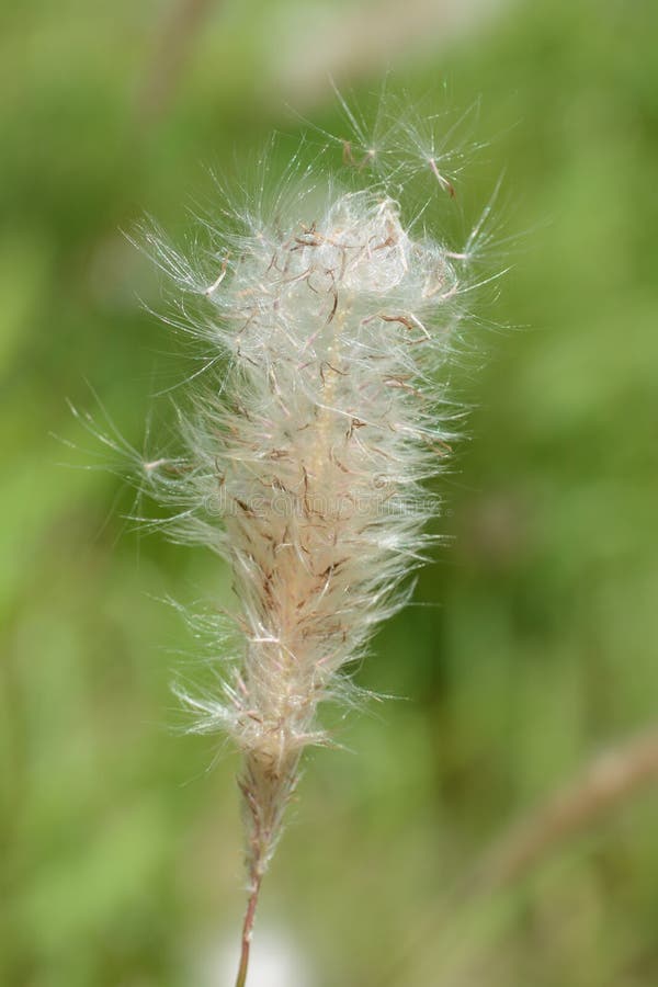 Cogon grass stock image. Image of flower, beautiful - 116048259