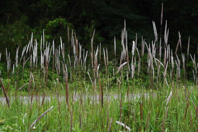 Cogon grass fluff. stock photo. Image of scenery, flora - 219111728