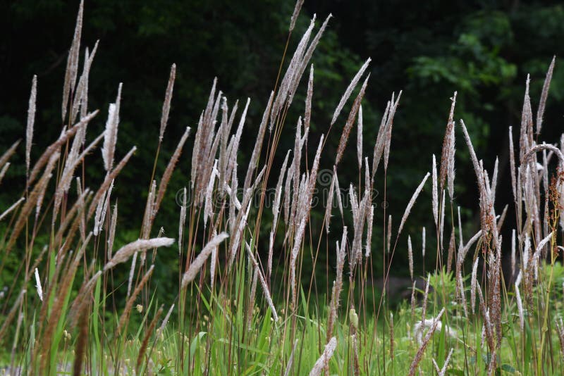 Cogon grass fluff. stock photo. Image of flora, beautiful - 219111740