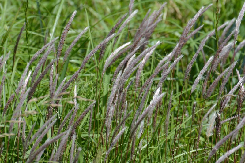 Cogon grass stock image. Image of landscape, asia, closeup - 116048233