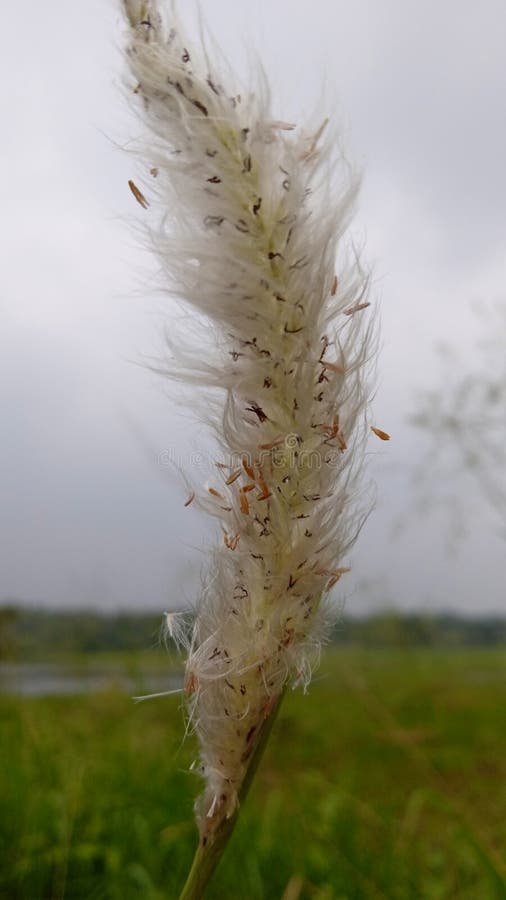 Cogon Grass - Imperata Cylindrica & Forest & Nature Stock Photo - Image ...