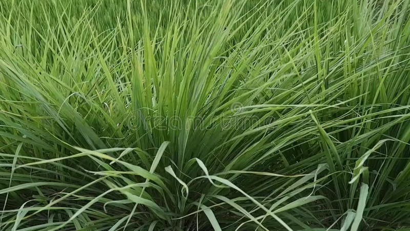 Cogon Grass (Imperata Cylindrica) Growing on the Edge of the Rice ...