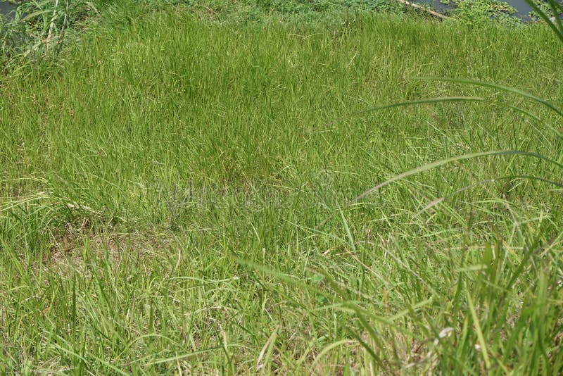 Cogon Grass with a Natural Background. Stock Photo - Image of ...