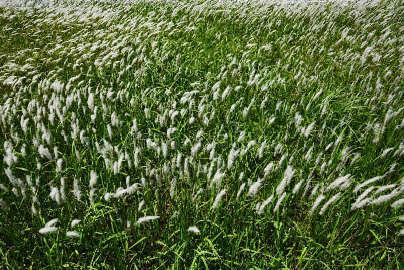Cogon grass stock image. Image of white, vacant, fluffy - 94485901