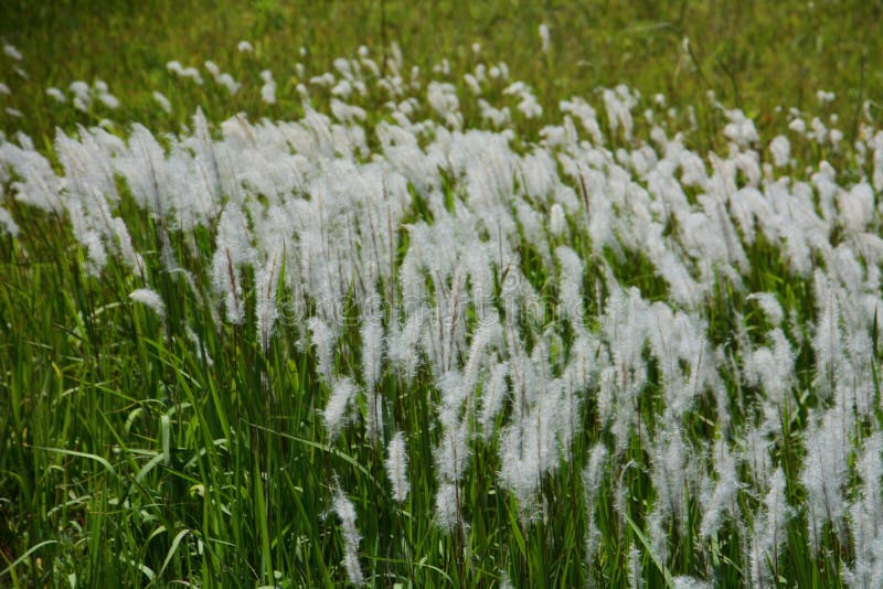 Cogon grass stock image. Image of leaf, bright, imperata - 146533281