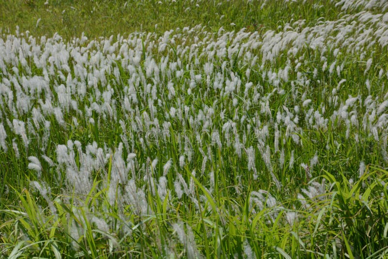 Cogon grass stock image. Image of leaf, bright, imperata - 146533281