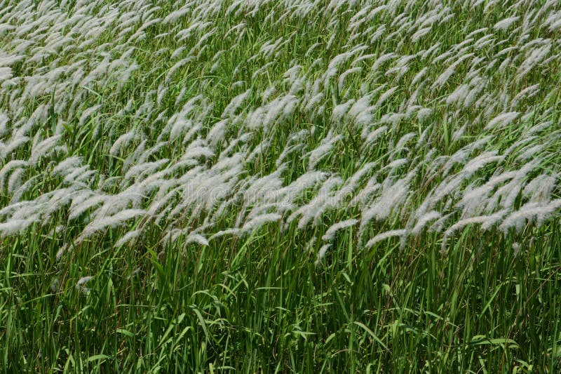 Cogon grass stock photo. Image of kanagawa, cogon, japan - 94485900