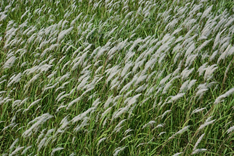 Cogon grass stock image. Image of leaf, bright, imperata - 146533281