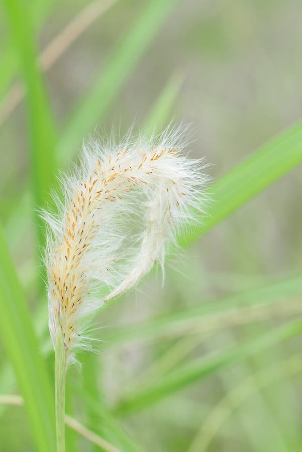 Cogon Grass In The Wild. Beauty, White. Stock Photo - Image of green ...