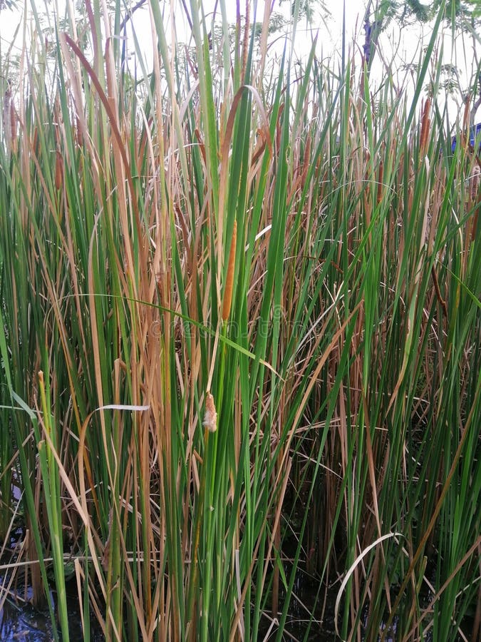 Cogongrass is a Type of Sharp-leaved Grass that Often Becomes a Weed ...