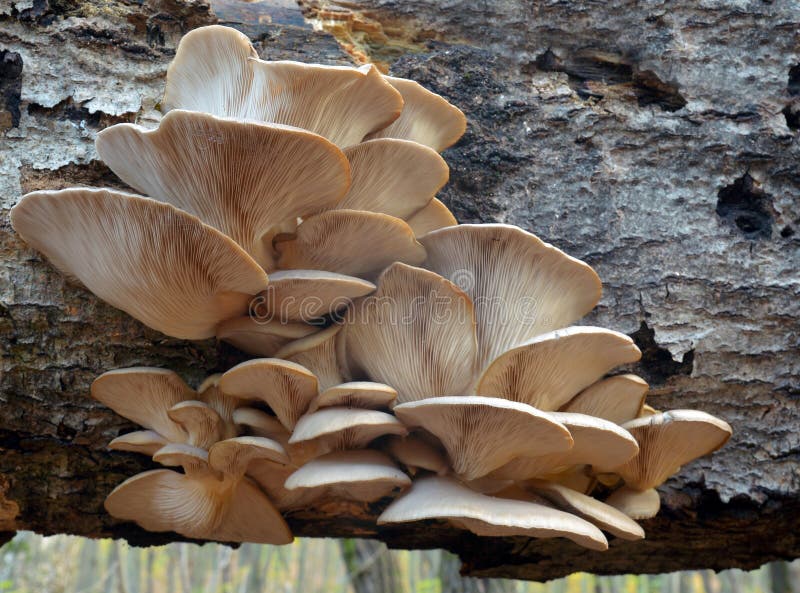 Cogumelo Do Ostreatus Do Pleurotus Foto de Stock - Imagem de toco ...