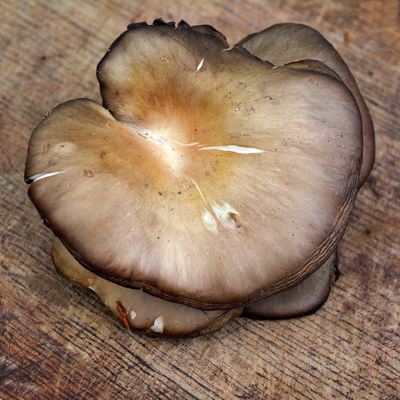 Cogumelo Do Ostreatus Do Pleurotus Imagem de Stock - Imagem de cogumelo ...