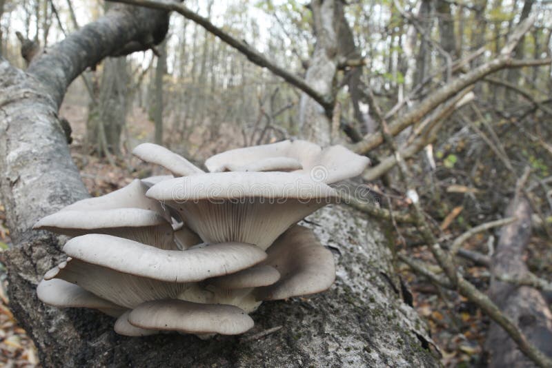 Cogumelo Do Ostreatus Do Pleurotus Foto de Stock - Imagem de colônia ...