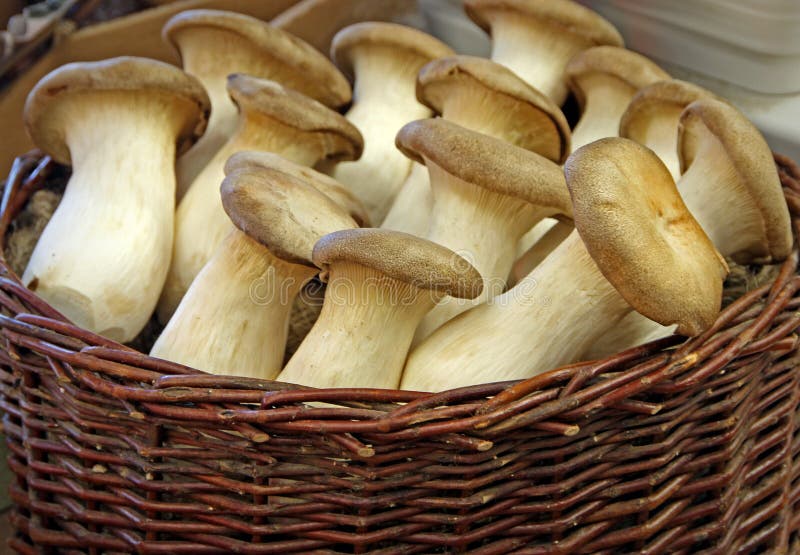 Cogumelos do rei ostra imagem de stock. Imagem de cogumelo - 54005361