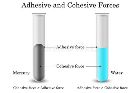 Cohesive Forces and Adhesive Forces Diagram Stock Illustration ...
