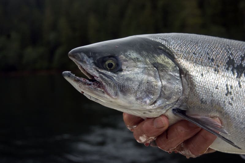 Lachse stockfoto. Bild von vertikal, hoch, winkel, nahrung - 3398434