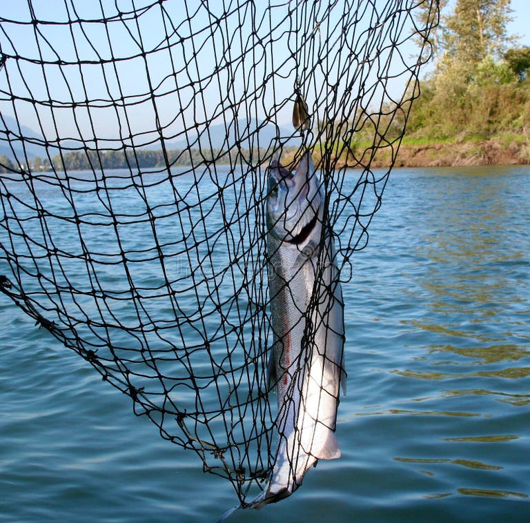 Coho salmon stock image. Image of natural, fresh, catch - 22305537