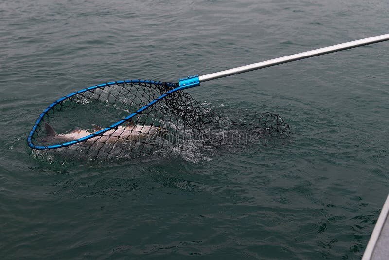 Coho Salmon Caught in a Net in Alaskan River Stock Image - Image of ...