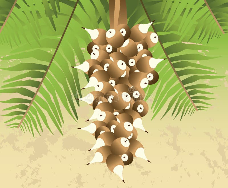 Cohune Nut Palm Tree Stock Illustrations – 1 Cohune Nut Palm Tree Stock ...