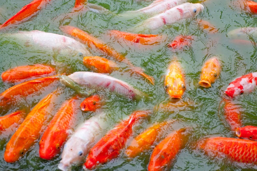 Coi pond fish stock photo. Image of japan, fins, asia - 29432758