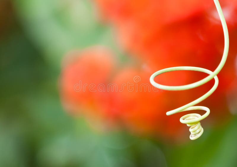 Coiled stock image. Image of close, coiled, passion, flower - 28150473