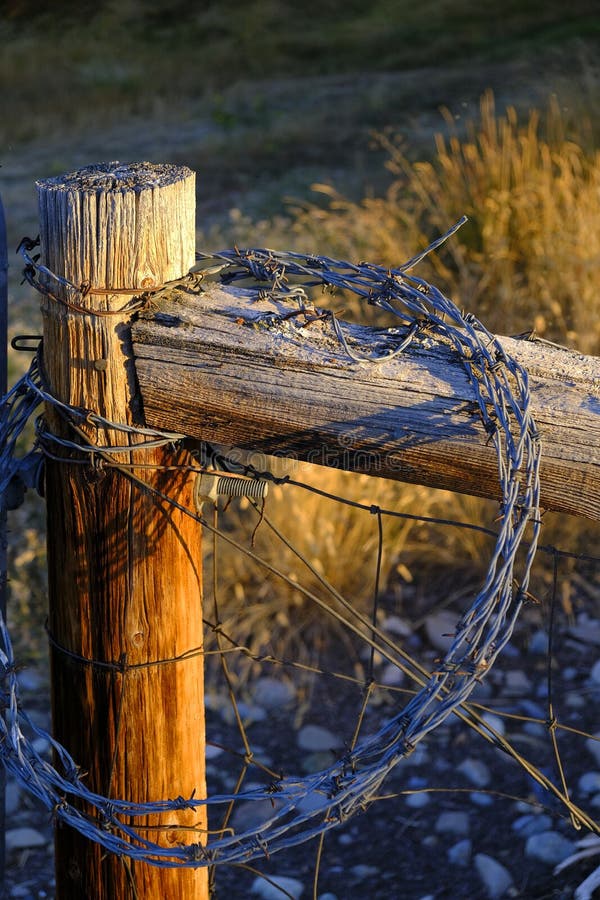 Coiled Barb Wire Strung on Fence Post Stock Photo - Image of green ...