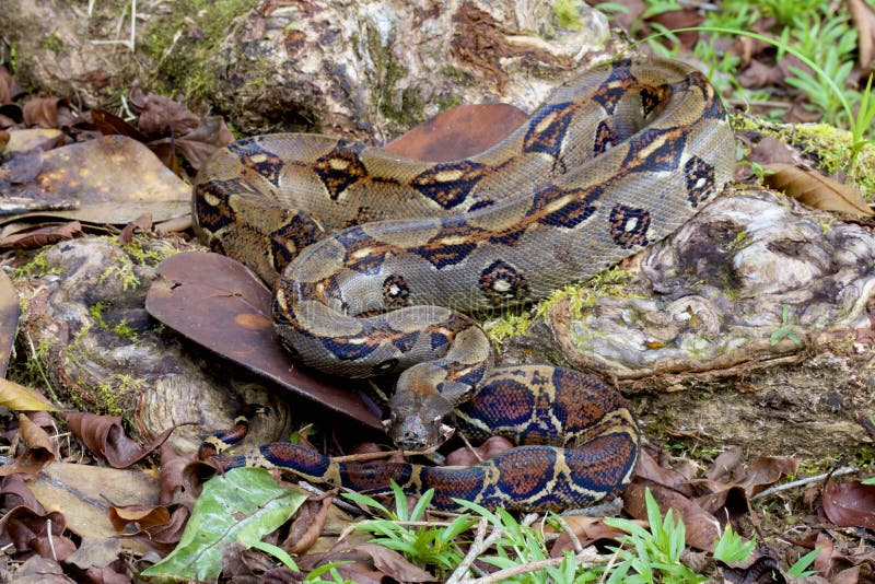 Boa Constrictor 840288 stock image. Image of boidae - 169336617