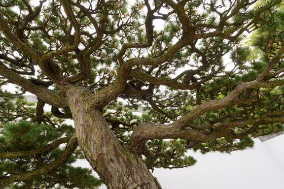 Coiled Dragon Pine stock photo. Image of trunk, natural - 298106408