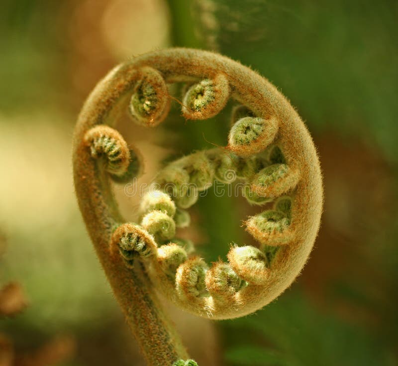 190+ Fern frond Free Stock Photos - StockFreeImages