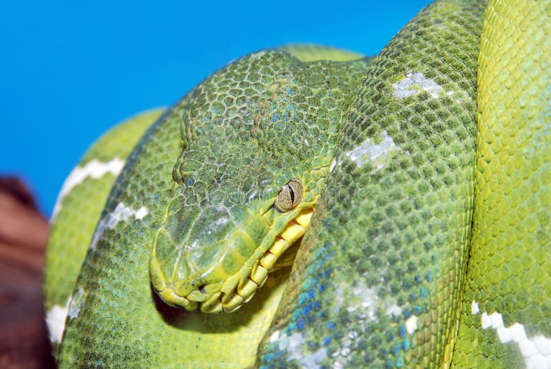 Rullad ihop grön måttband arkivfoto. Bild av snitt, skala - 36365892