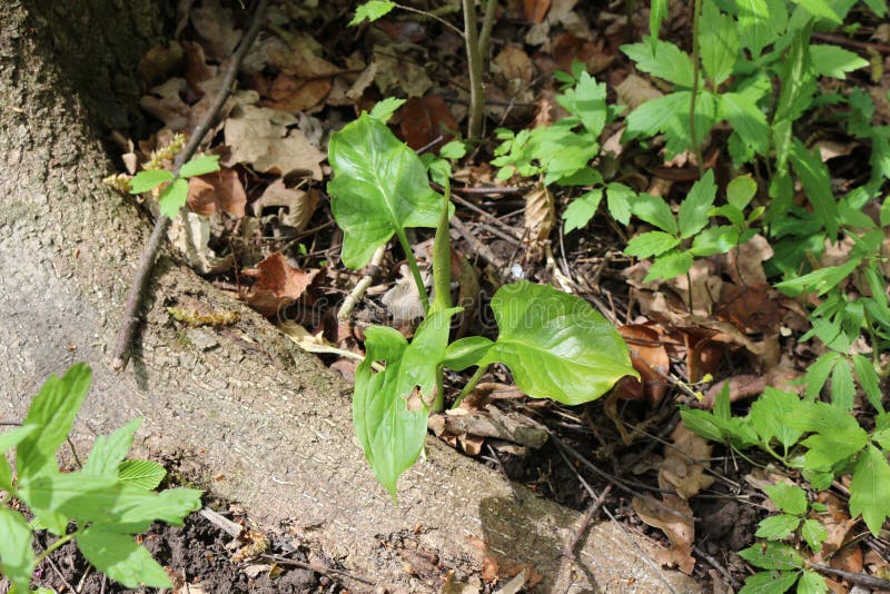 Coiled Leaf Sprouts In Spring Forest Stock Image - Image of beauty ...