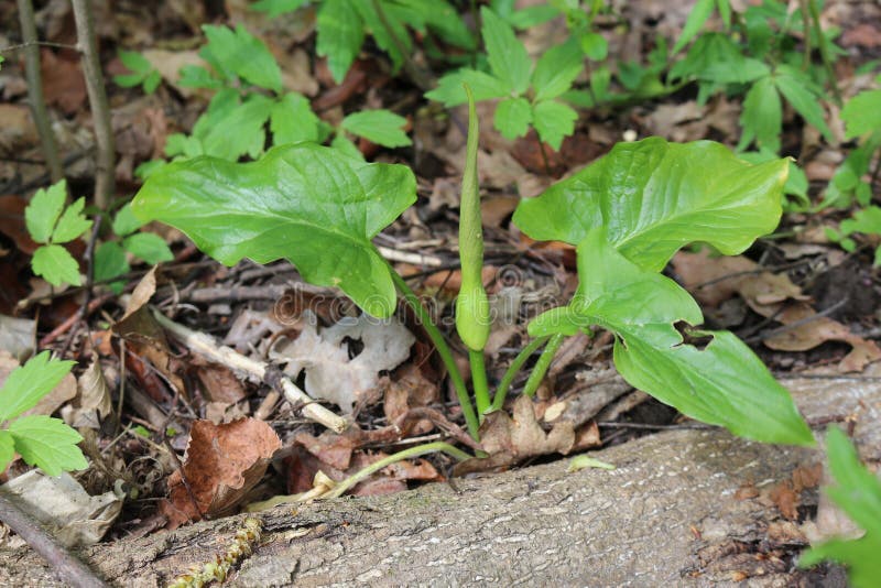 Coiled Leaf Sprouts in Spring Forest Stock Photo - Image of plant ...