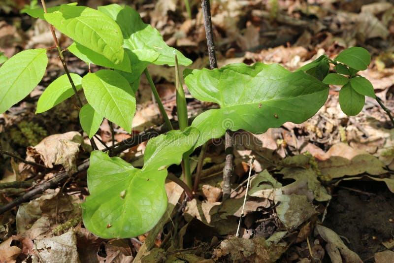 Coiled Leaf Sprouts in Spring Forest Stock Photo - Image of plant ...