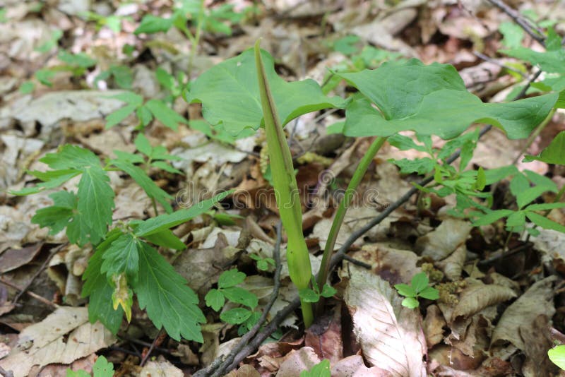 Coiled Leaf Sprouts in Spring Forest Stock Photo - Image of leaflet ...