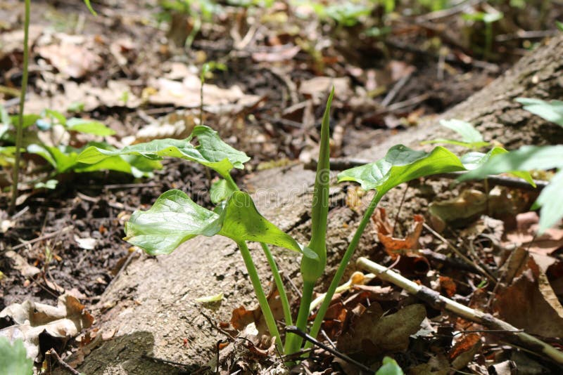 Coiled Leaf Sprouts in Spring Forest Stock Photo - Image of plant ...