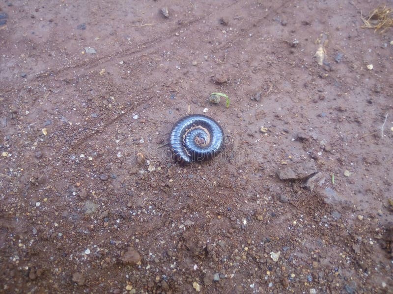 Millipede stock image. Image of soil, coiled, millipede - 181807871