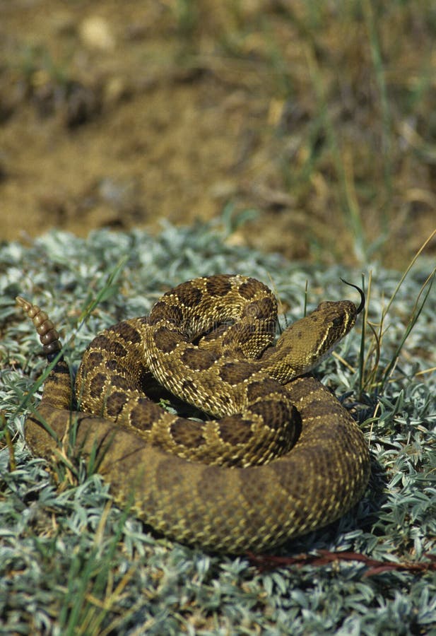 Rattle snake in tall grass stock photo. Image of poisonous - 3439990