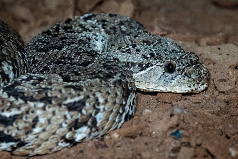 Coiled Puff Adder (Bitis Arietans) on Rocky Surface Stock Photo - Image ...