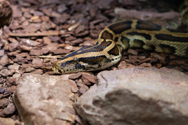 Coiled Red-tailed Boa , Boa Constrictor, in Captivity Stock Photo ...