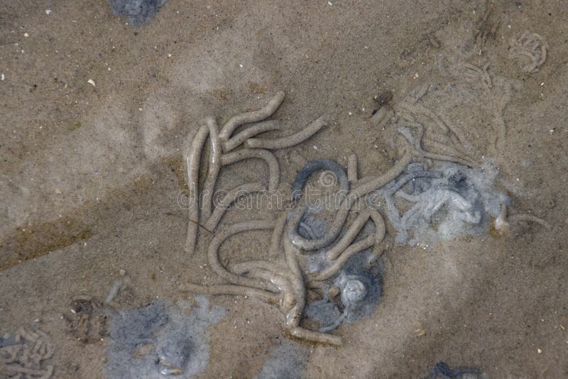 Coiled Sand Castings of a Lugworm, Arenicola Marina Stock Photo - Image ...