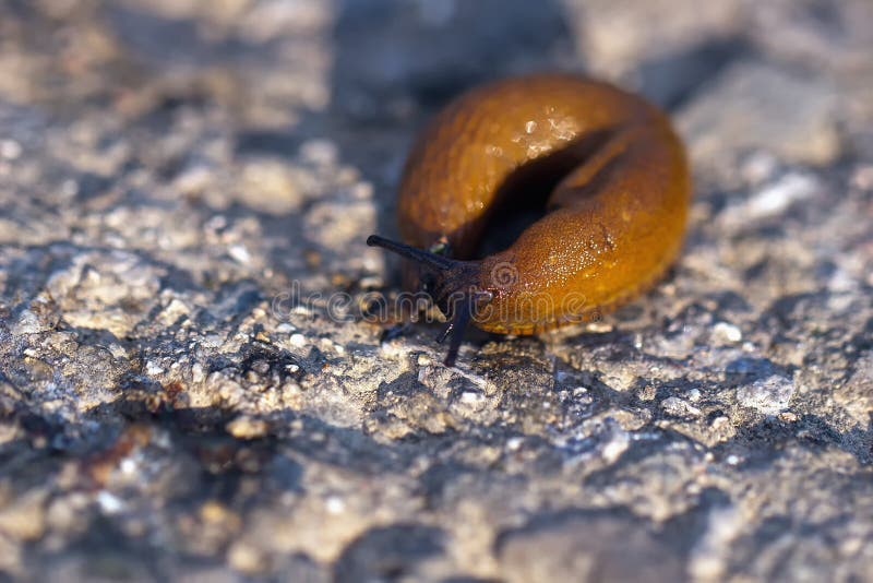 Coiled slug stock photo. Image of crawly, selectivefocus - 36536574