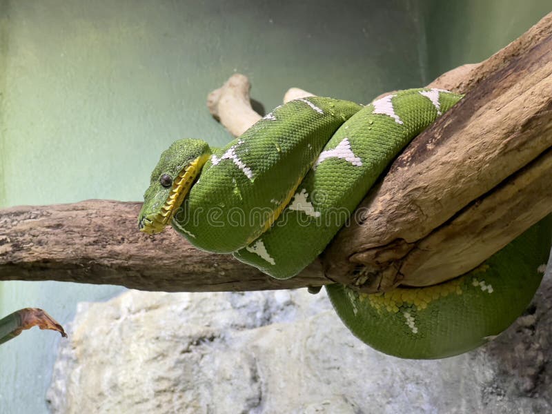 Coiled snake on a branch stock image. Image of nature - 253565181