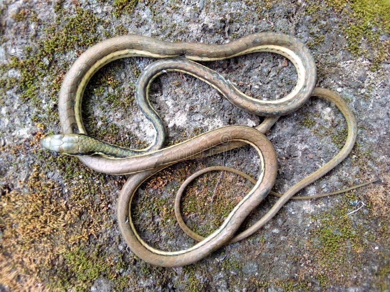 A coiled snake stock image. Image of cobra, fanged, python - 317122469