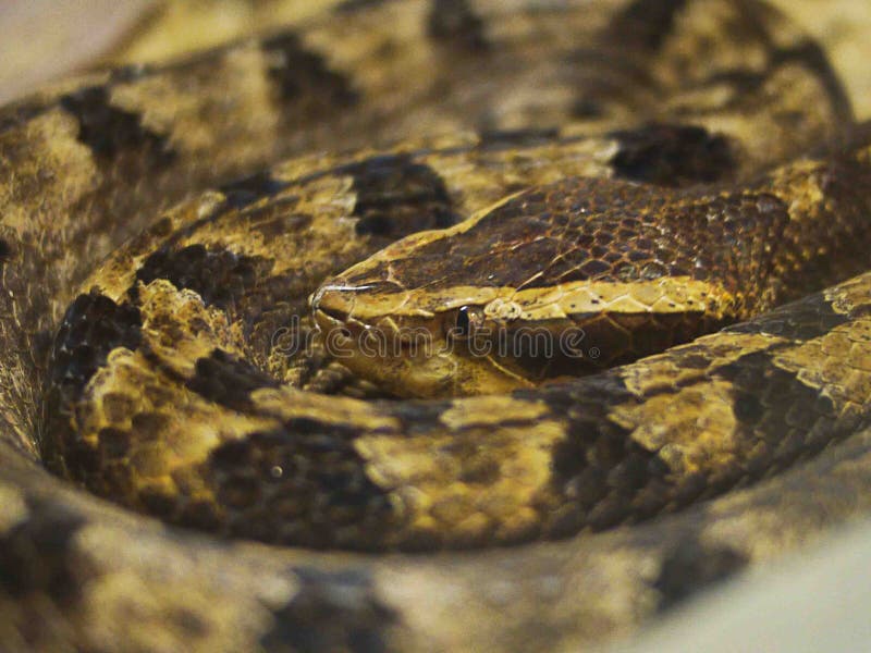 Coiled Snake stock image. Image of reptile, coil, coiled - 199633