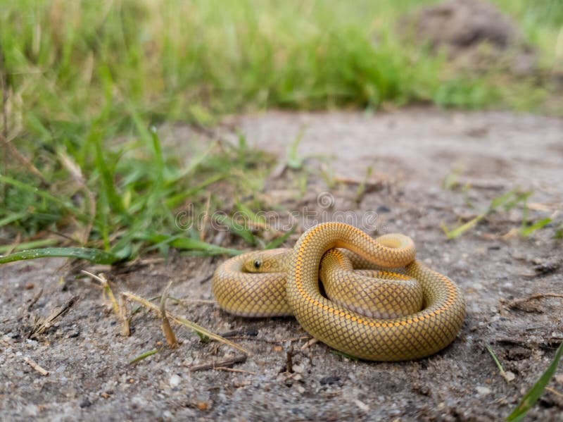 Coiled Snake on a Dirt Path with Grass. Stock Illustration ...